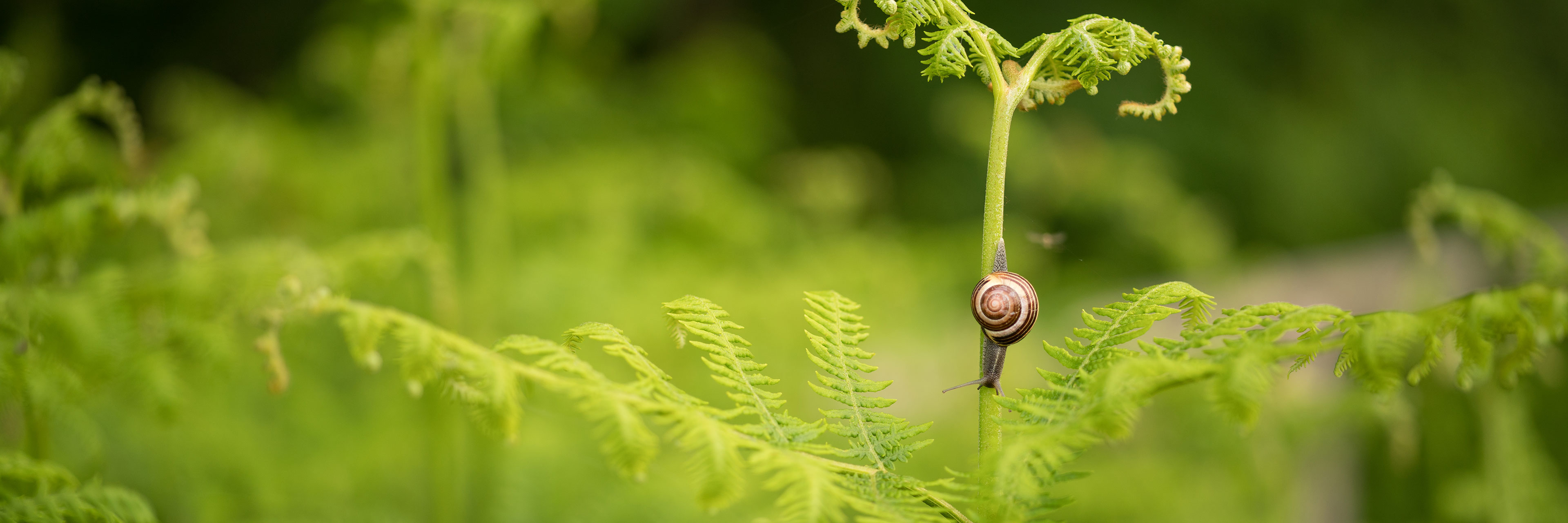 Manual Focusing | ZEISS Photography